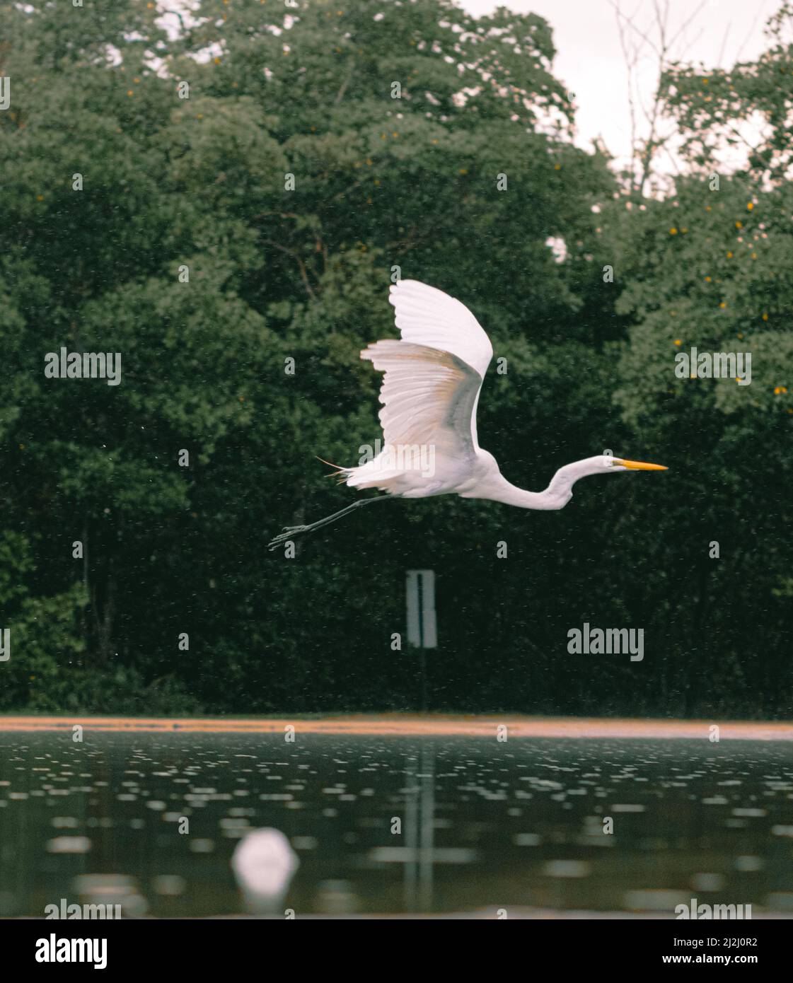 A great egret (ardea alba) flying over the lake in Miami, Florida Stock ...