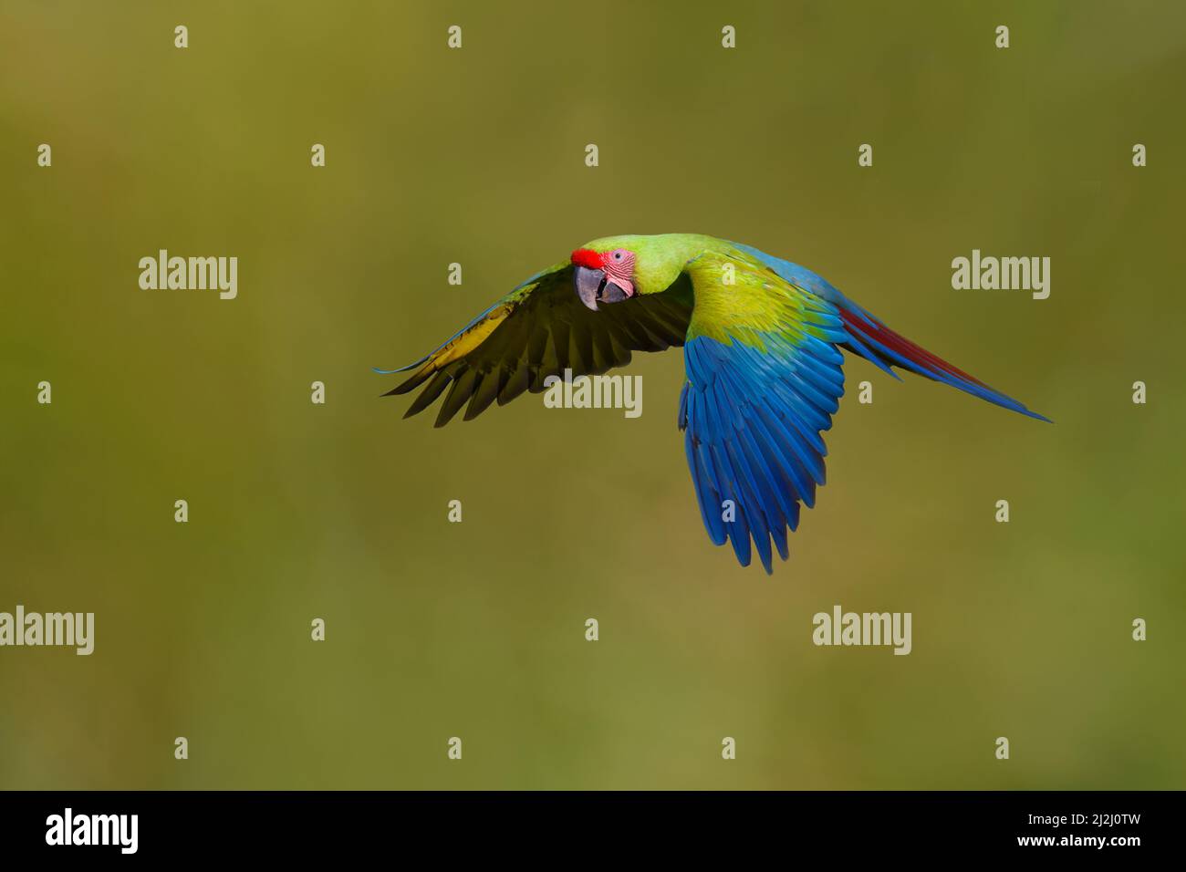 Great green macaws in flight hi-res stock photography and images - Alamy