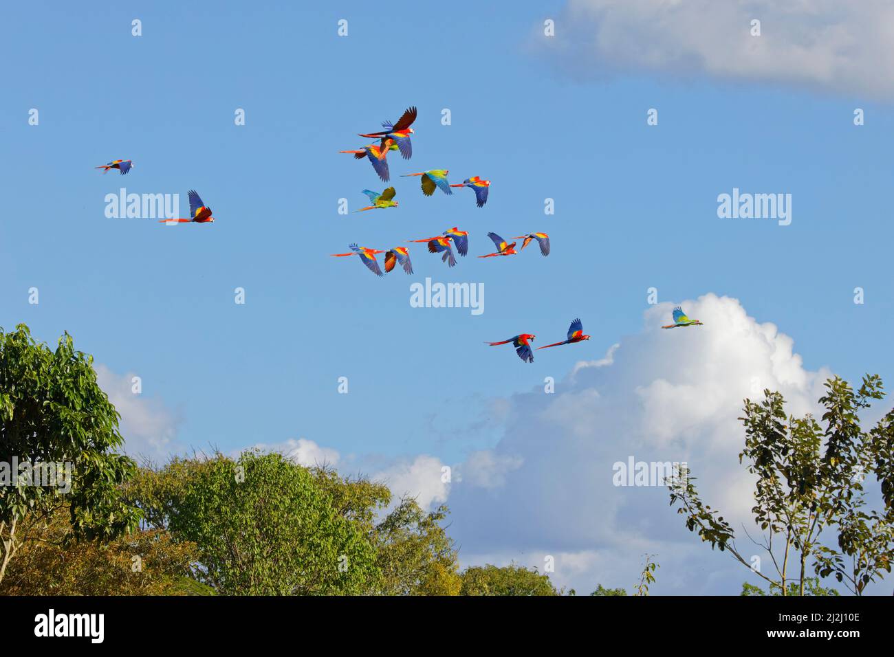 Great Green Macaw & Scarlet Macaw - flock in flight Ara ambiguous & Ara ...