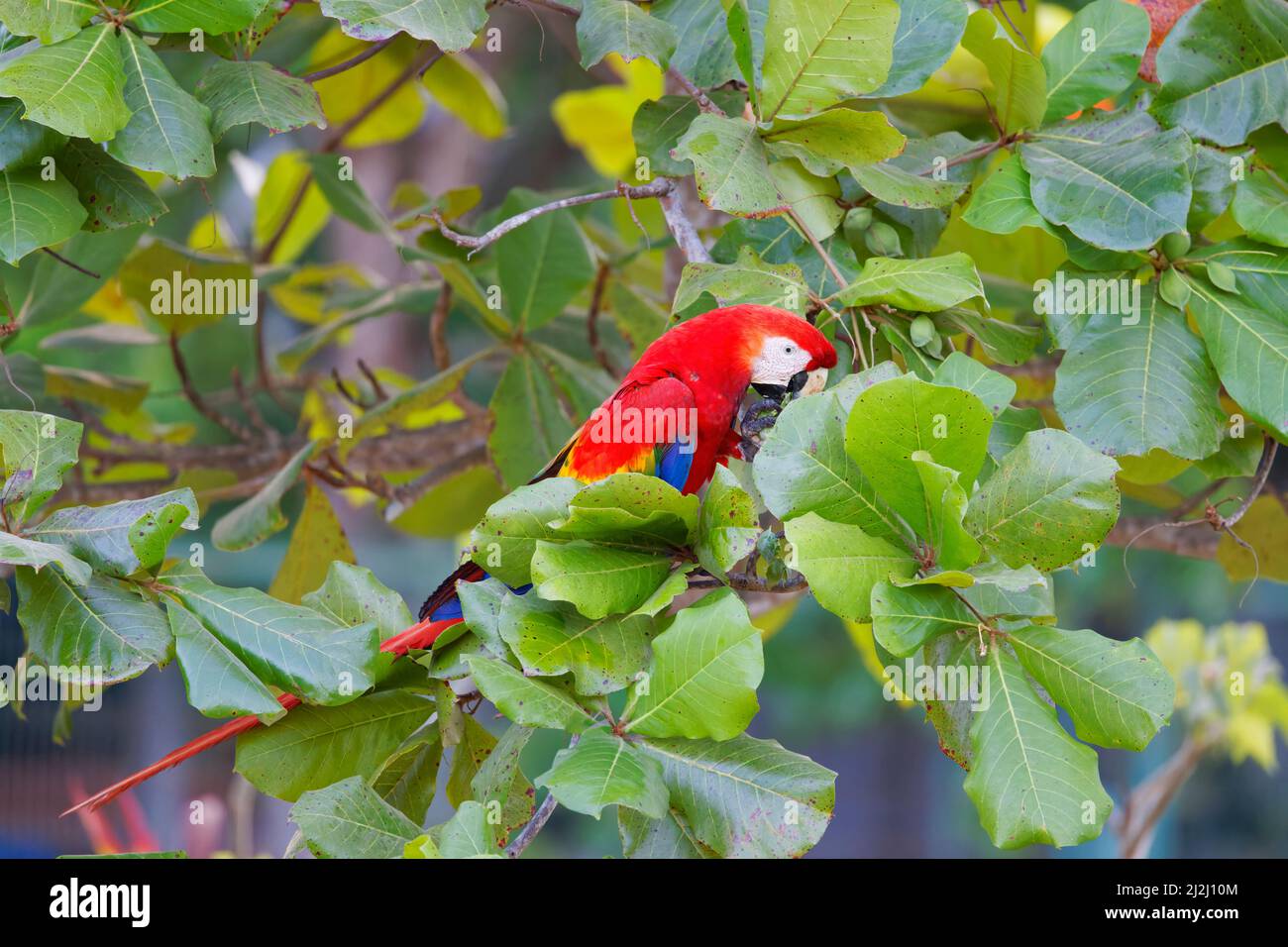 Scarlet Macaw feeding in almond tree Ara macao Tarcoles, Costa Rica ...