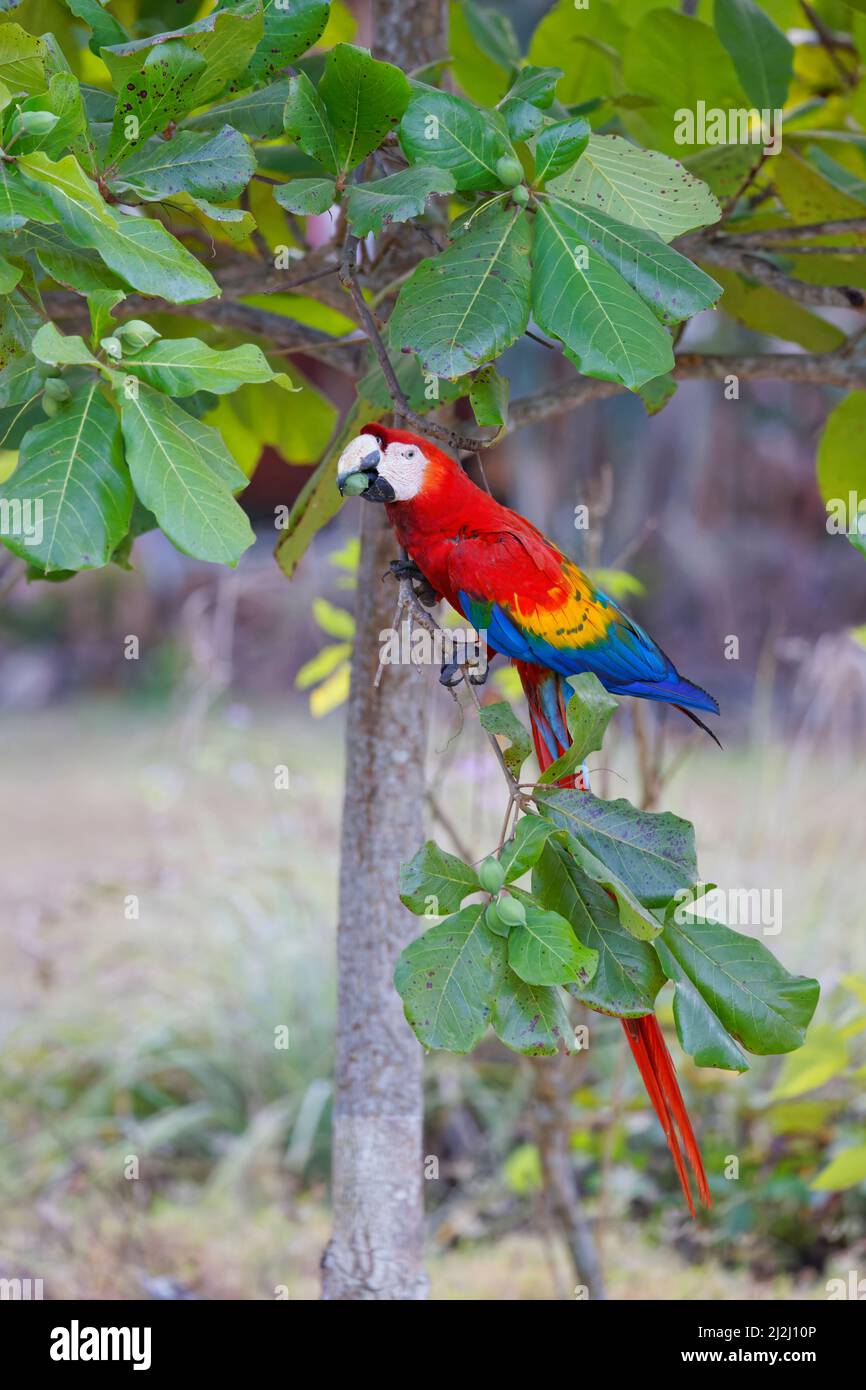 Scarlet Macaw feeding in almond tree Ara macao Tarcoles, Costa Rica ...