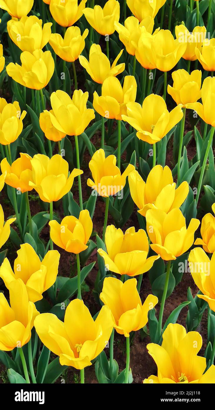 Background of yellow tulip flowers growing in garden. Vertical position ...