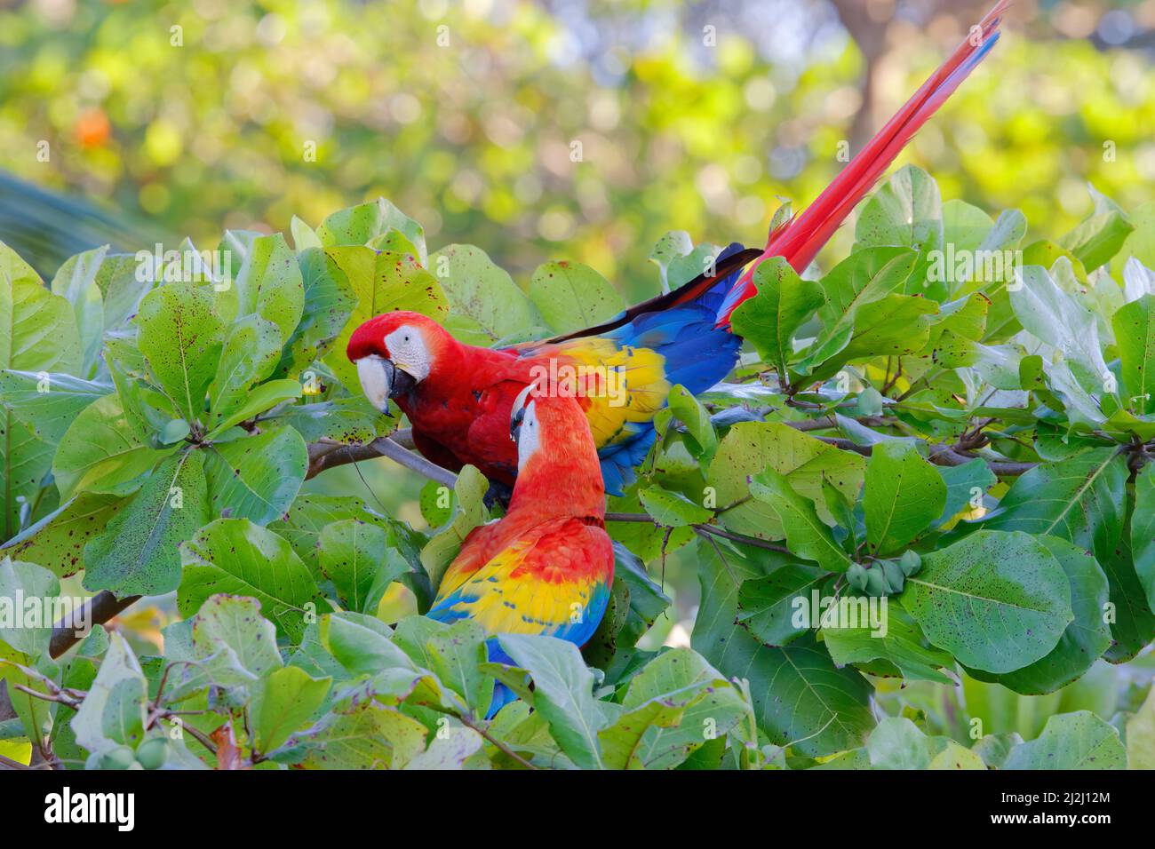 Scarlet Macaw feeding in almond tree Ara macao Tarcoles, Costa Rica ...