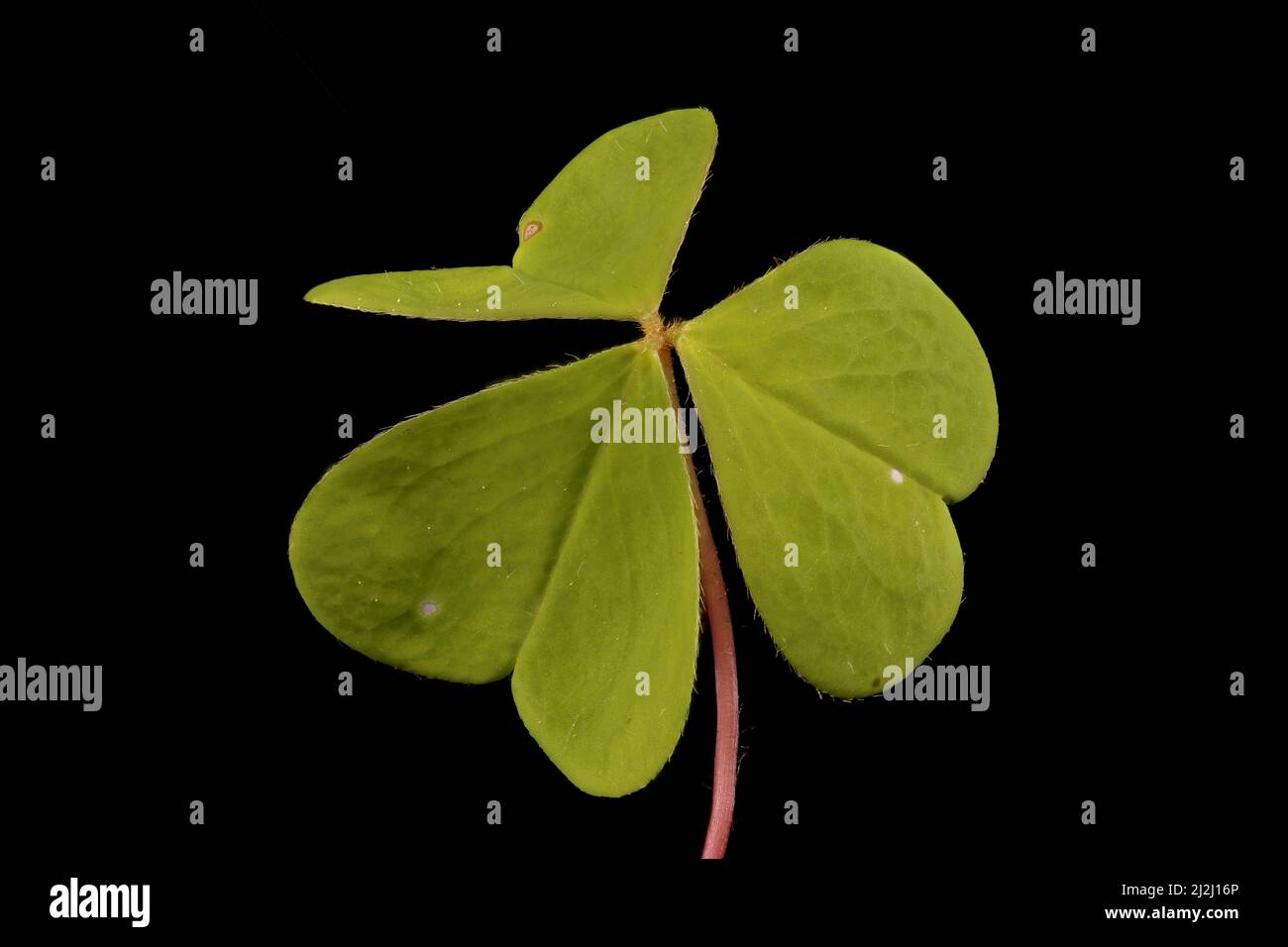 Ternate leaf hi-res stock photography and images - Alamy