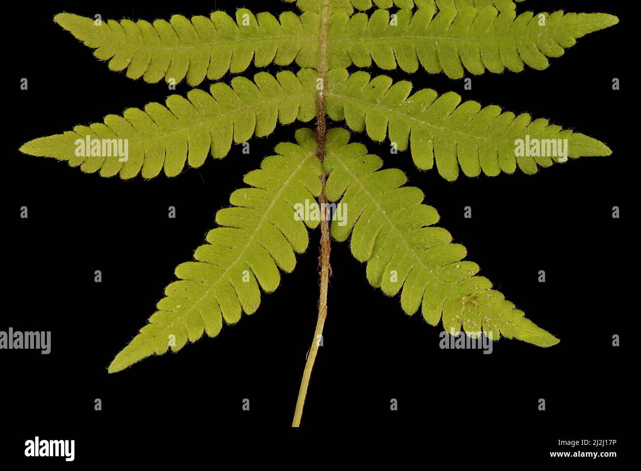 Basal pinnae hi-res stock photography and images - Alamy