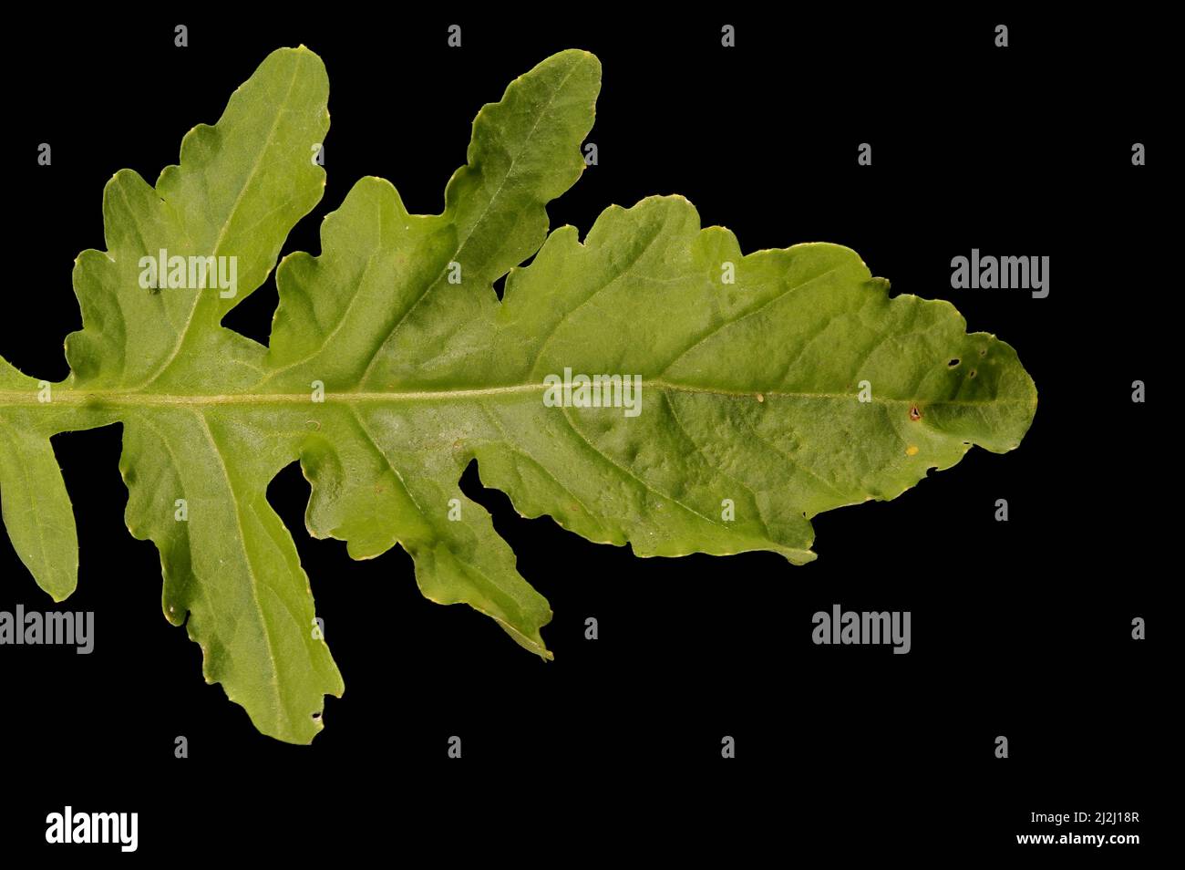 Marsh yellow cress hi-res stock photography and images - Alamy