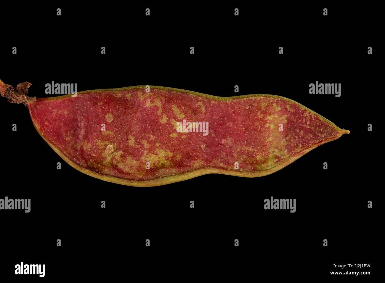 Robinia pseudoacacia pod hi-res stock photography and images - Alamy