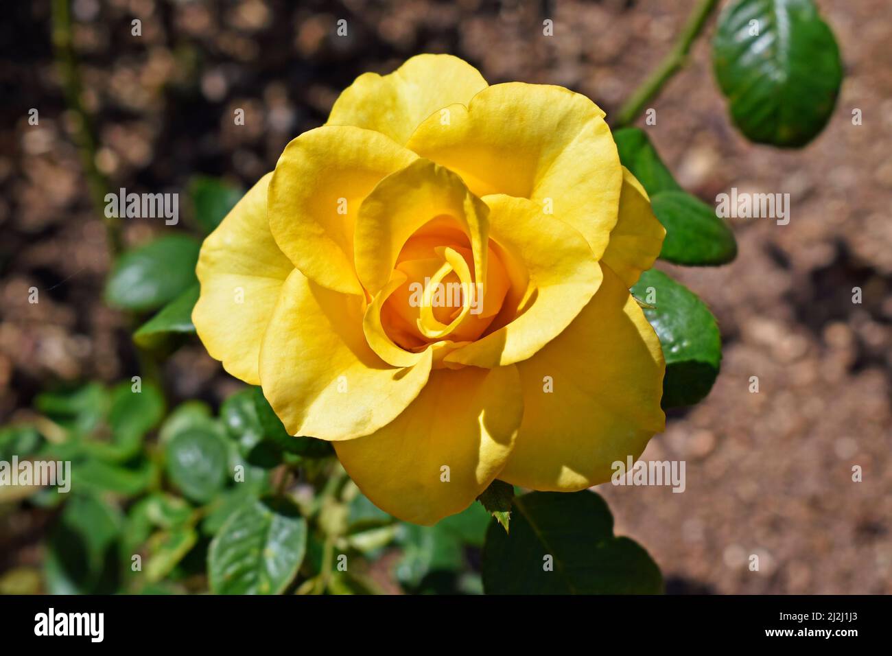 Rose de yellow hi-res stock photography and images - Alamy