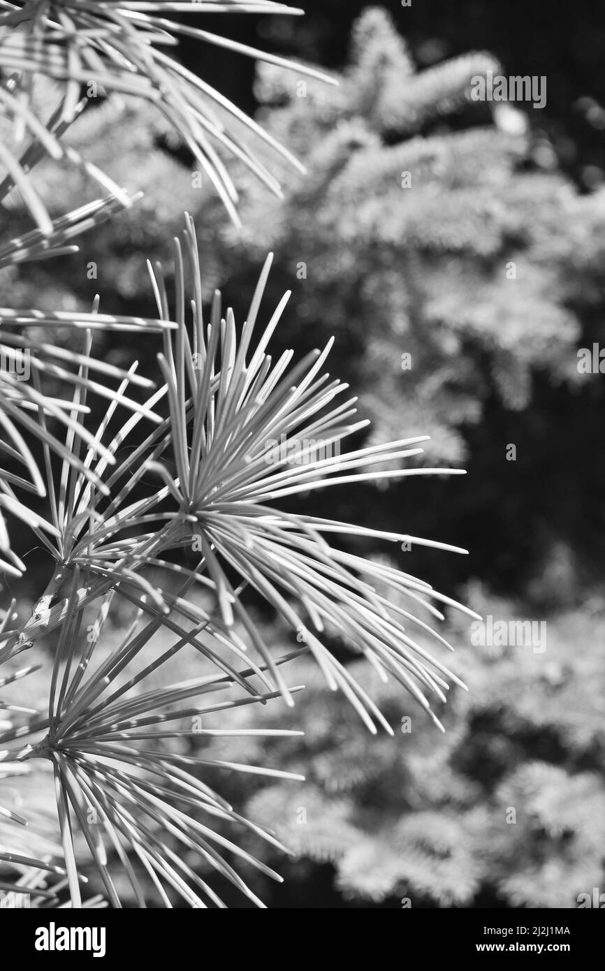 Beautiful conifer branches growing in the bright sun in black and white ...