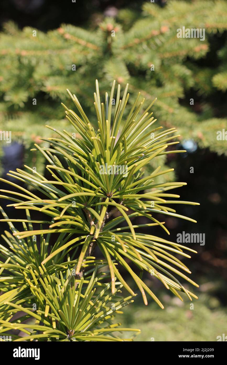 Typical common green conifer hi-res stock photography and images - Alamy