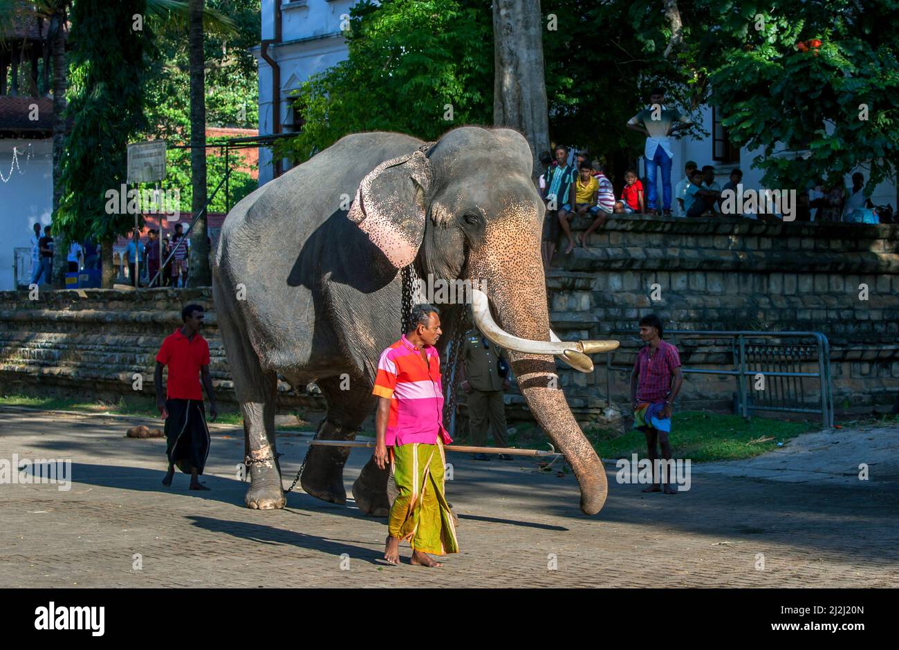 A ceremonial elephant walks through the Temple of the Sacred Tooth ...