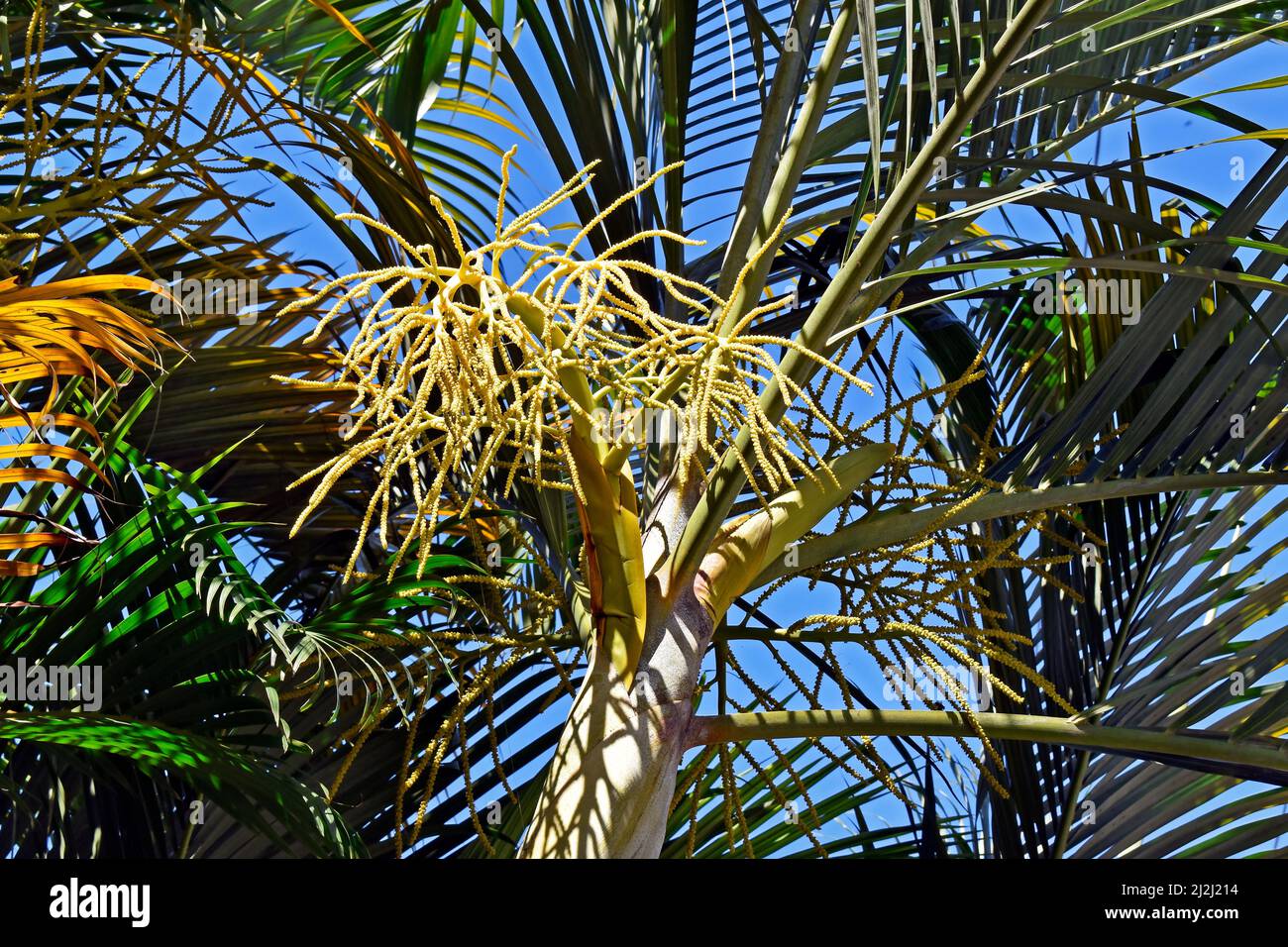 Golden cane areca palm hi-res stock photography and images - Alamy