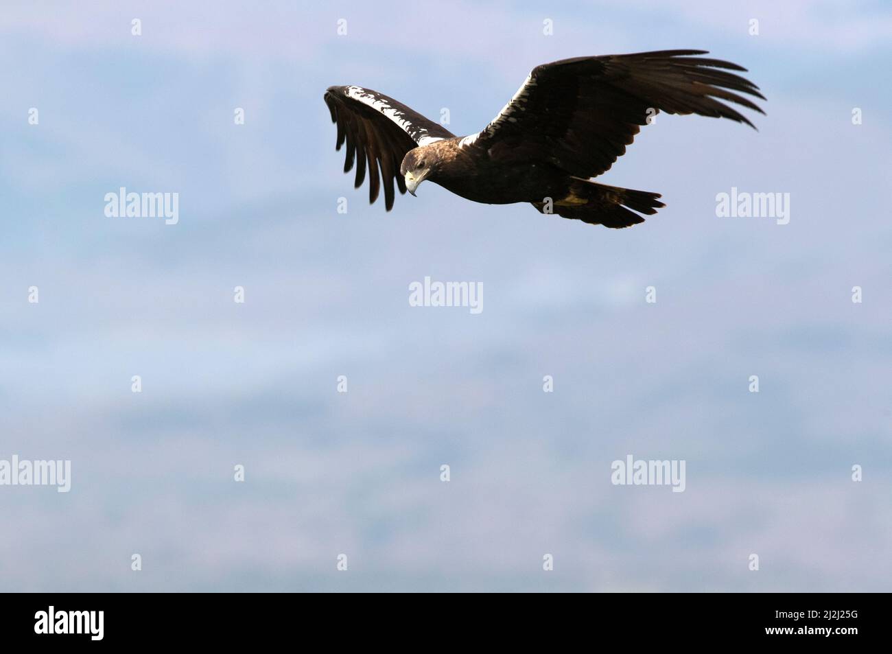 Adult female Spanish Imperial Eagle flying in a Mediterranean forest ...