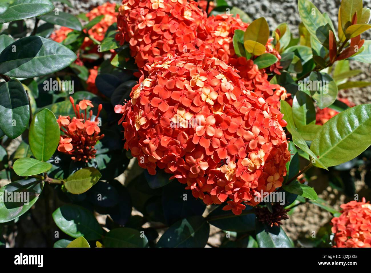 Jungle geranium or flame of the woods (Ixora coccinea Stock Photo - Alamy
