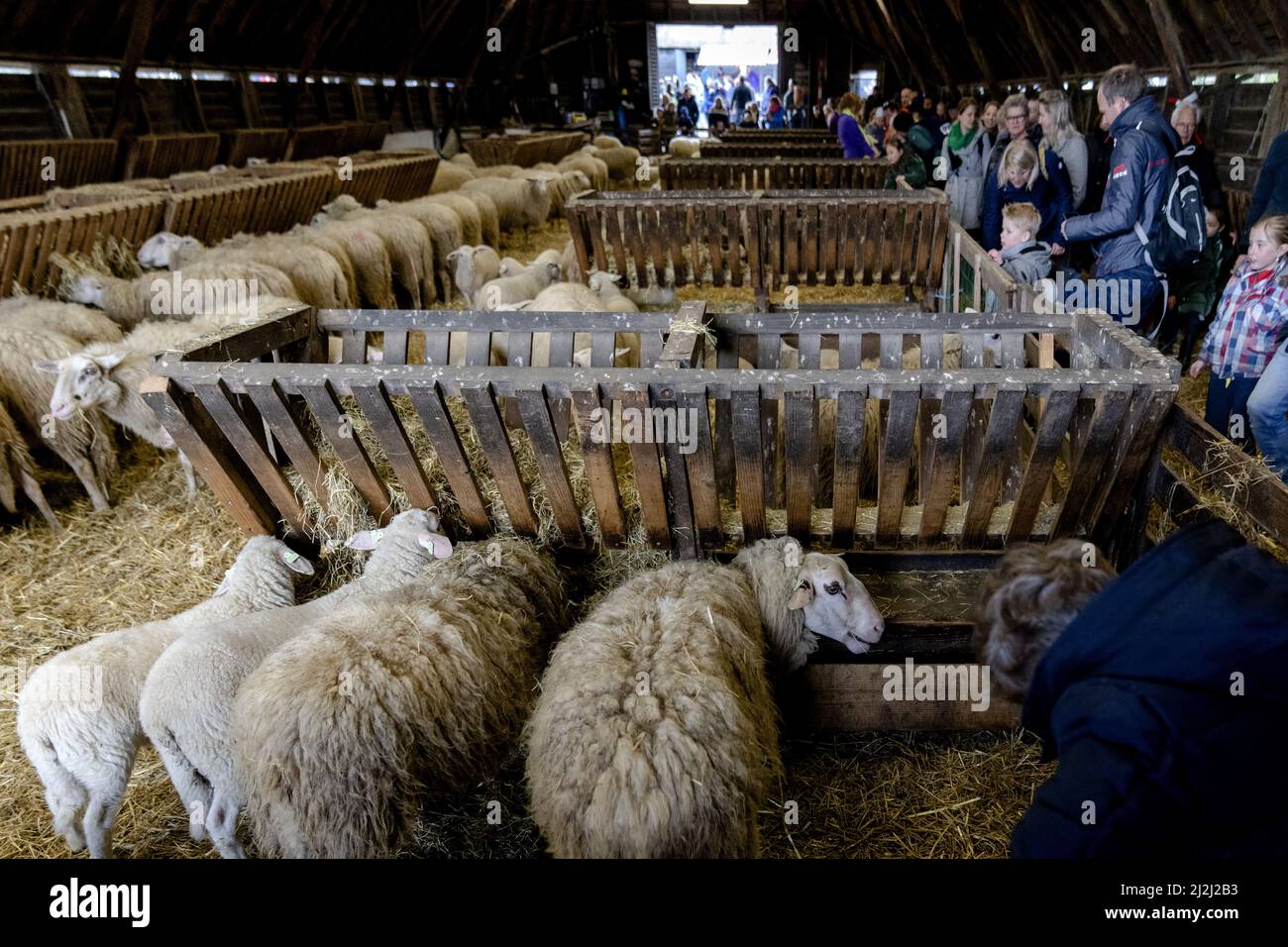 Groep dieren hi-res stock photography and images - Alamy