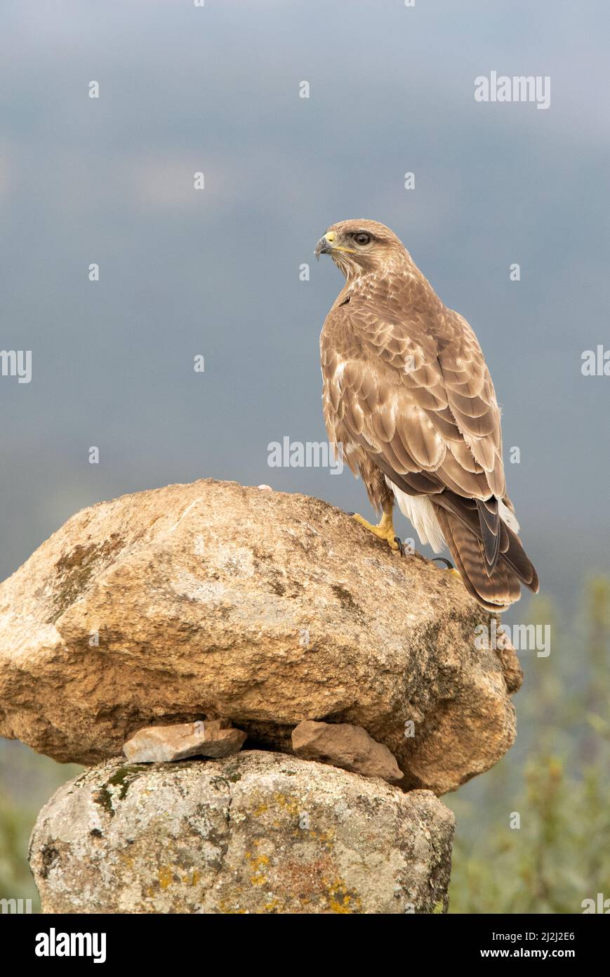 Common buzzard on a rock in its territory in the early morning in a ...
