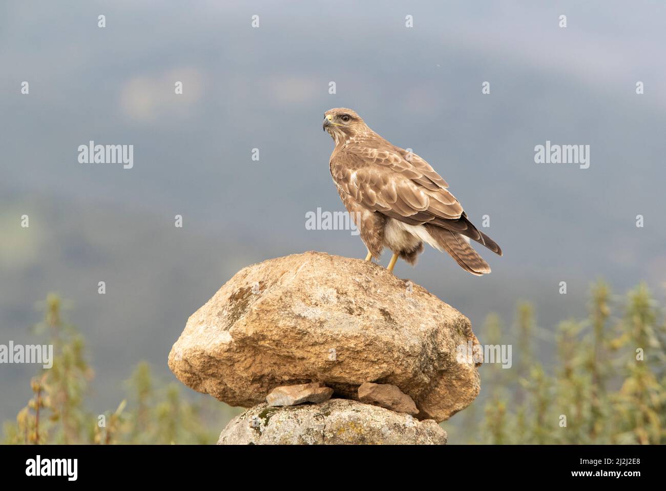 Common buzzard on a rock in its territory in the early morning in a ...