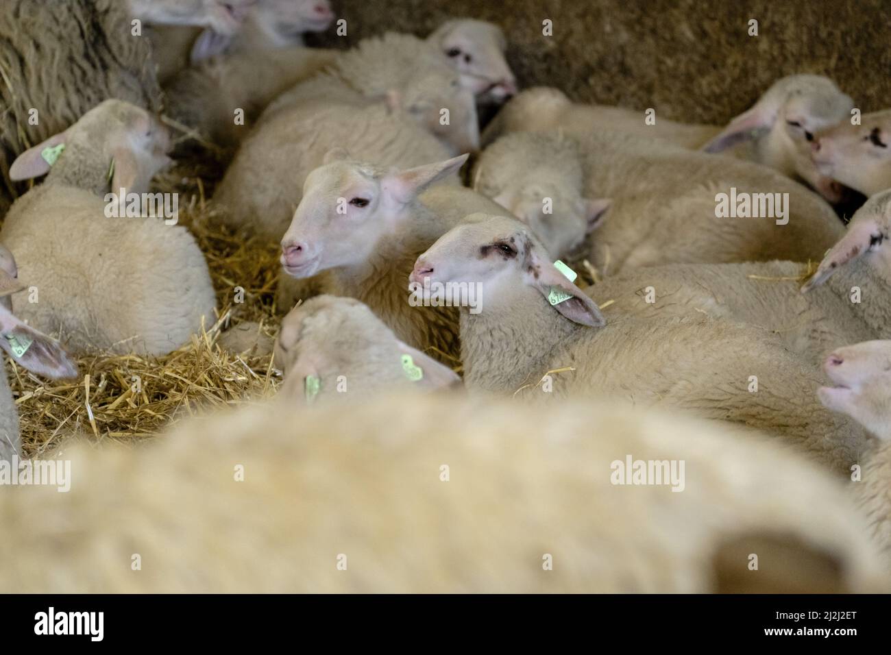 Grote groep dieren hi-res stock photography and images - Alamy