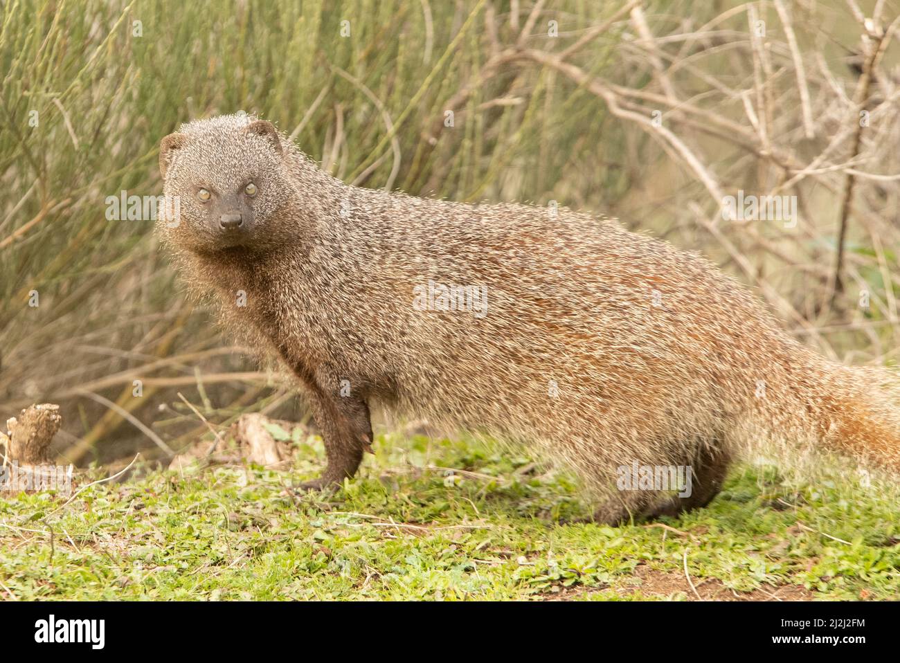 Egyptian mongoose spain hi-res stock photography and images - Alamy