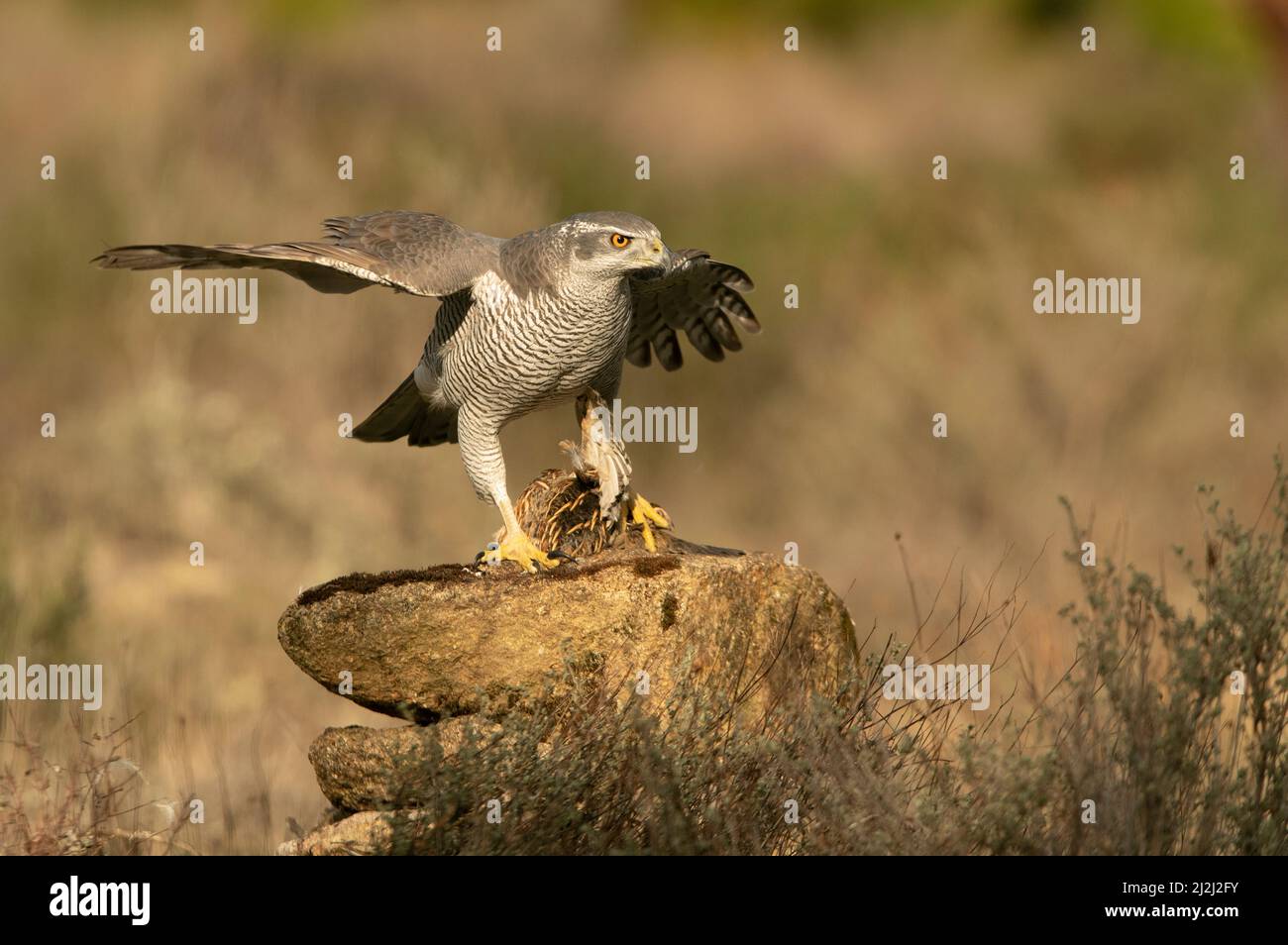 Adult female Northern goshawk defending her food from another female ...