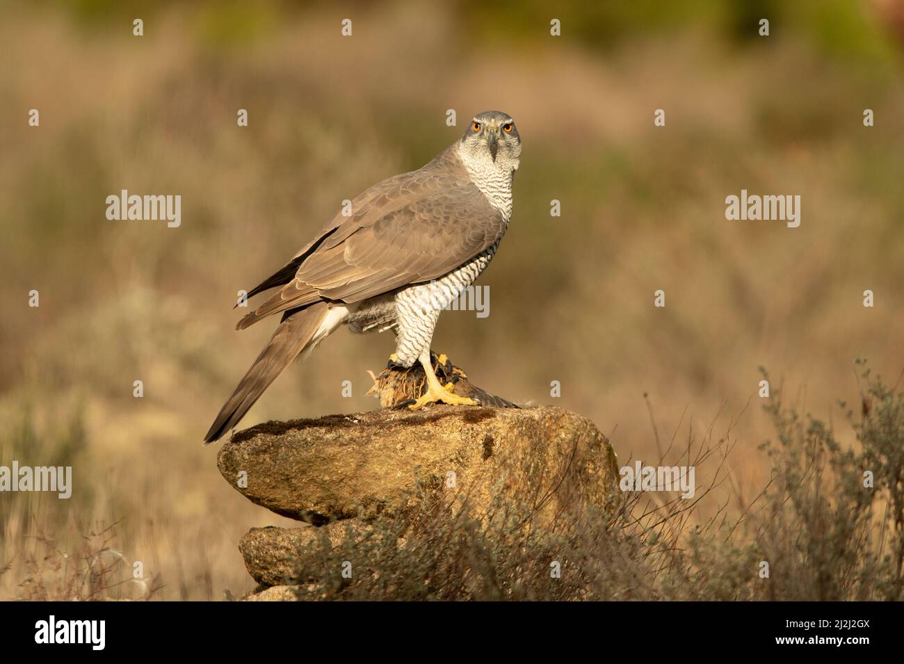 Adult female Northern goshawk defending her food from another female ...