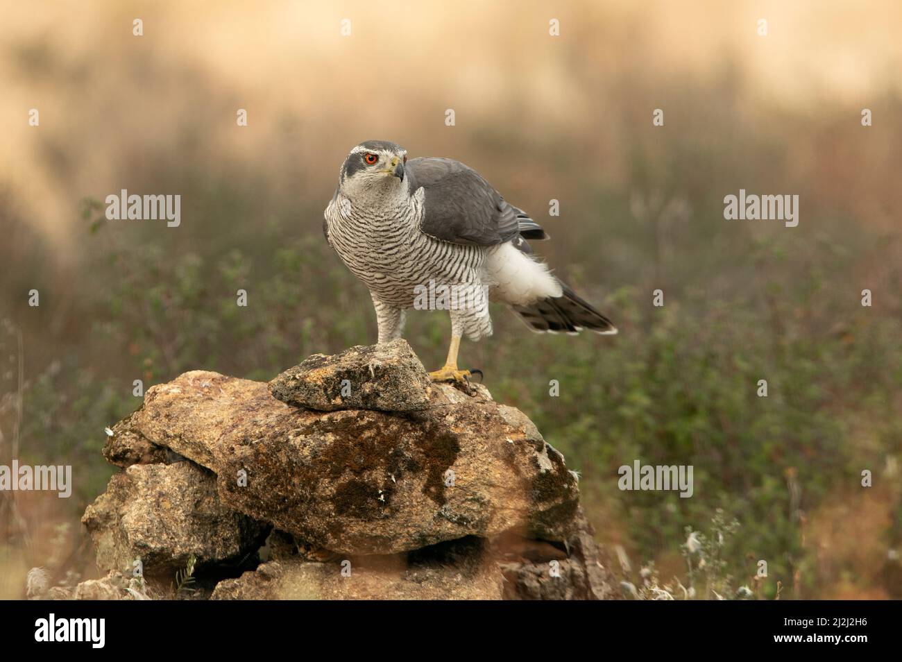 Adult male Northern goshawk in a pine and oak forest in the late ...
