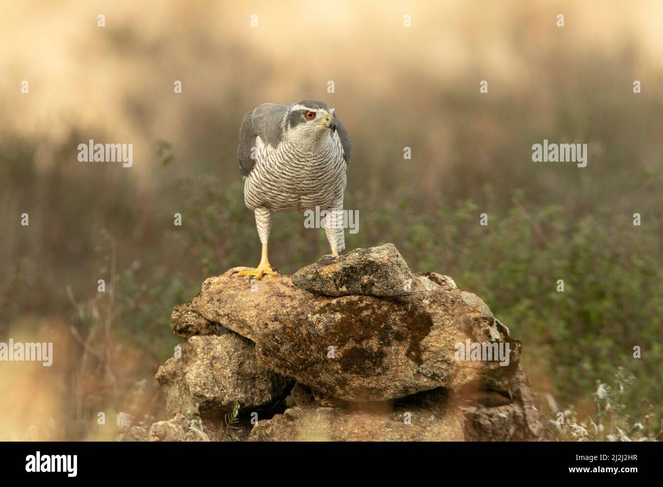 Adult male Northern goshawk in a pine and oak forest in the late ...