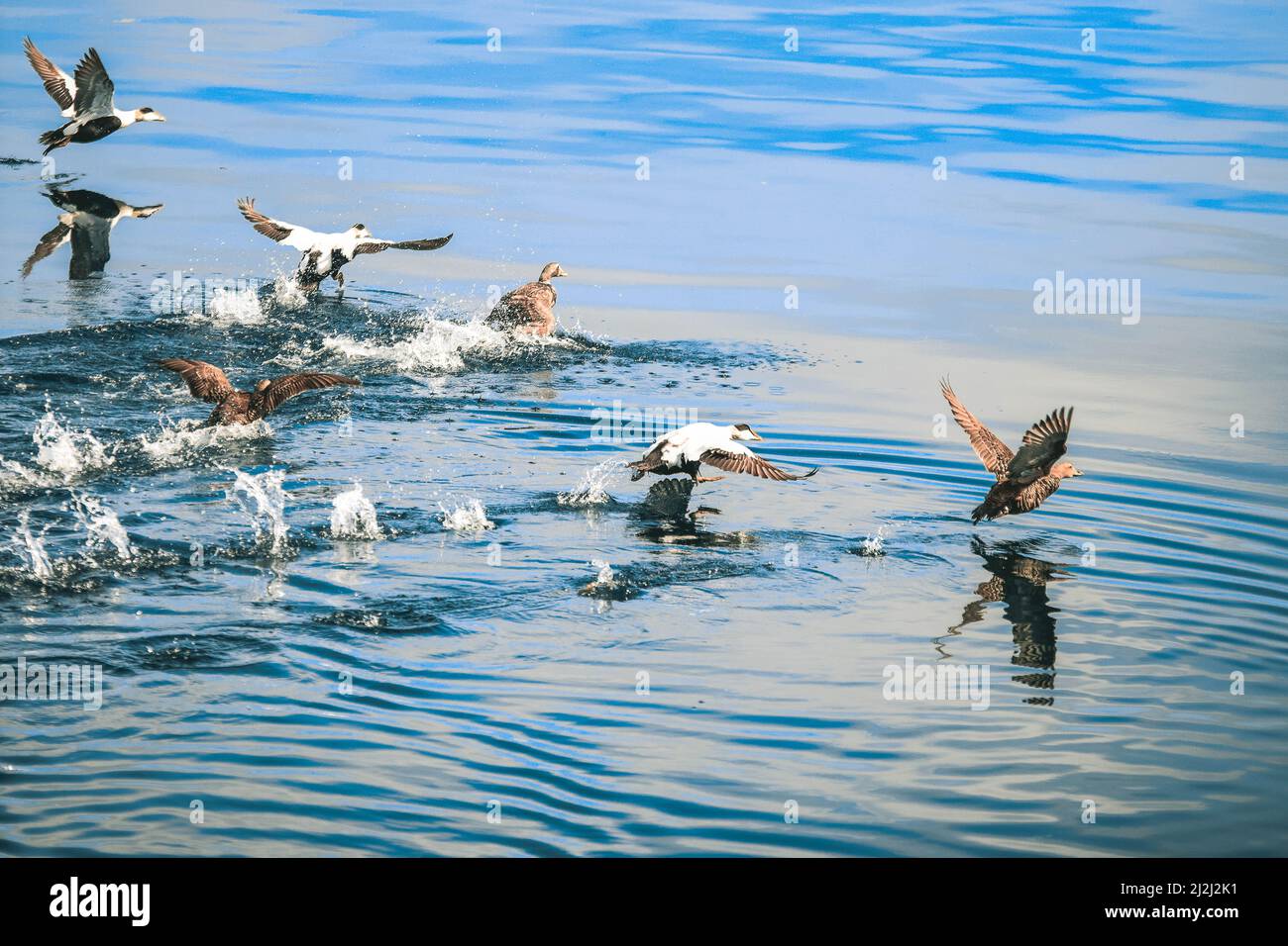 Common eider ducks flying hi-res stock photography and images - Alamy