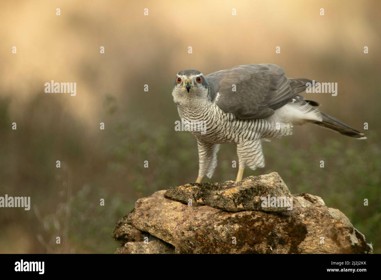 Adult male Northern goshawk in a pine and oak forest in the late ...