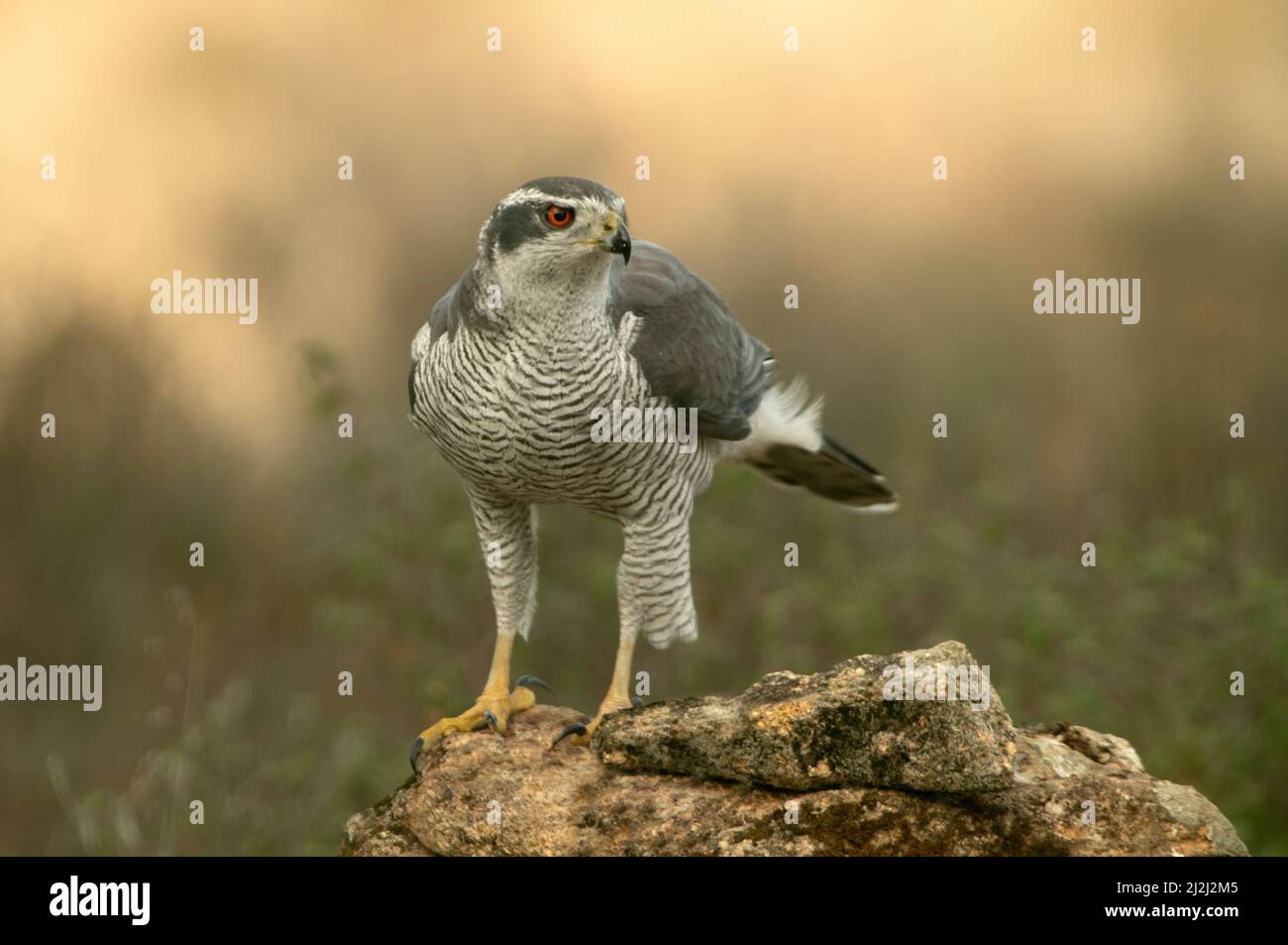 Adult male Northern goshawk in a pine and oak forest in the late ...