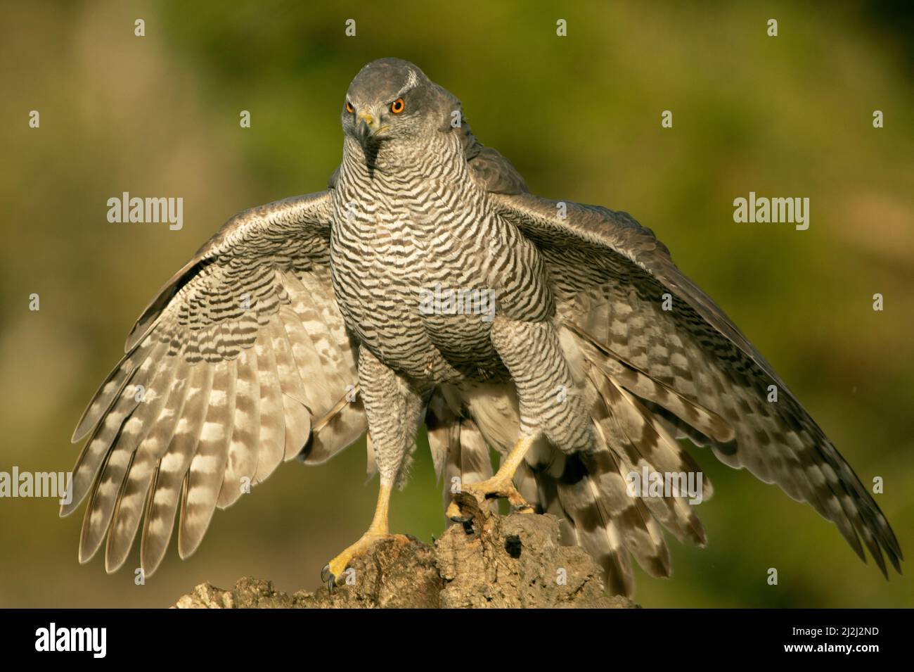 Adult female Northern goshawk defending her food from another female ...