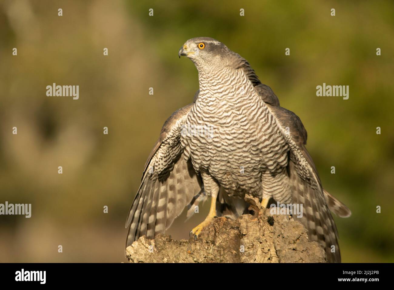 Adult female Northern goshawk defending her food from another female ...