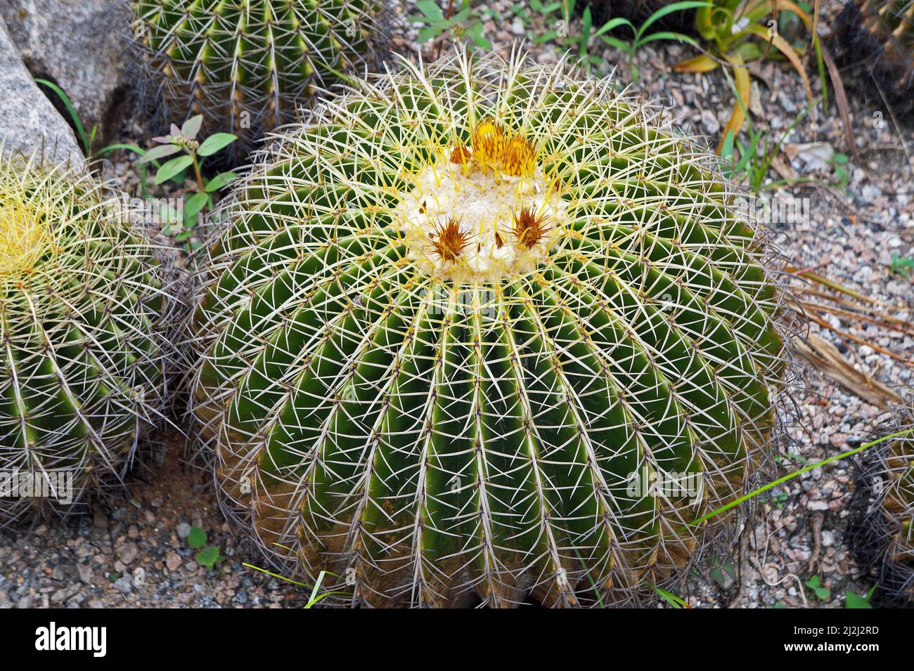 Cactus on desert garden, Rio Stock Photo - Alamy