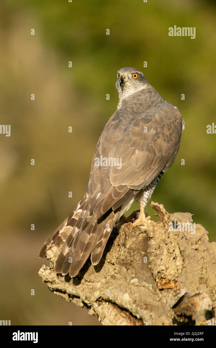 Adult female Northern goshawk defending her food from another female ...