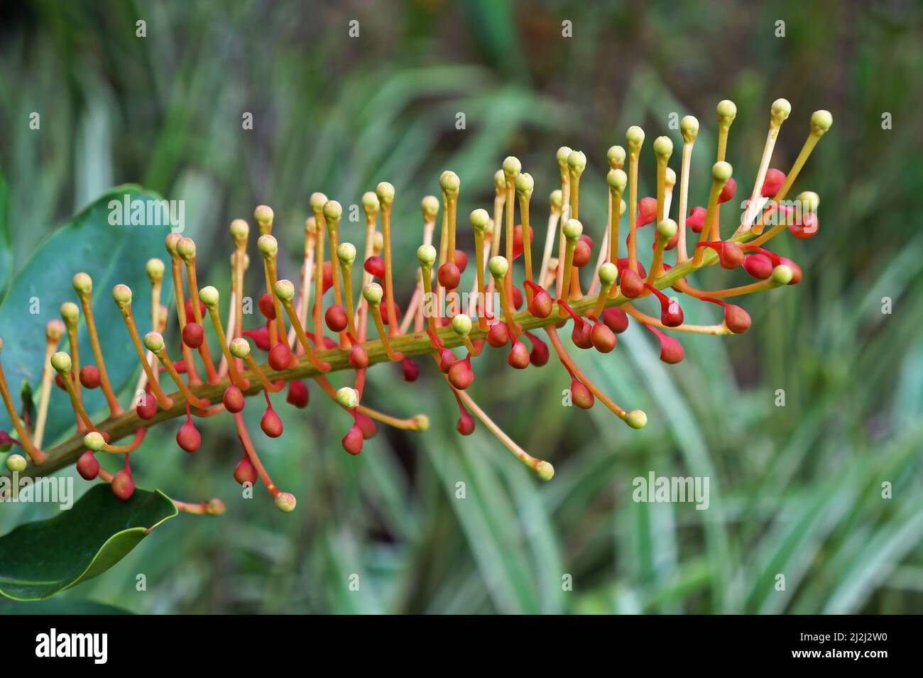 Exotic flowering plant (Norantea brasiliensis Stock Photo - Alamy