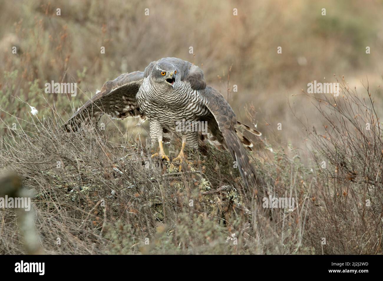 Adult female Northern goshawk defending her food from another female ...
