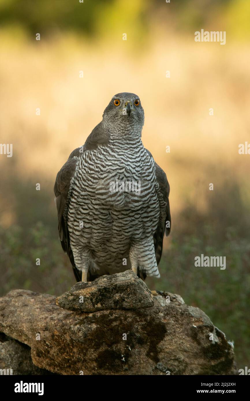 Adult female Northern goshawk defending her food from another female ...