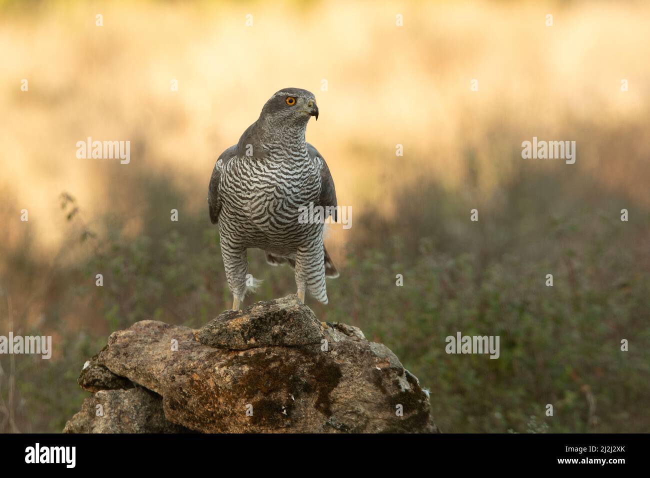 Adult female Northern goshawk defending her food from another female ...