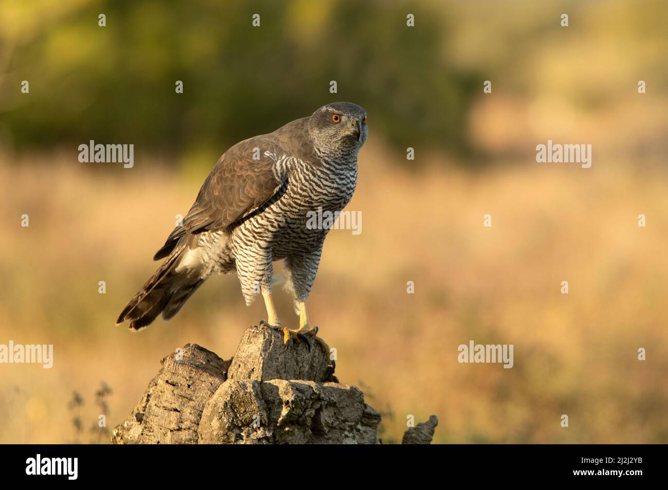 Adult female Northern goshawk defending her food from another female ...