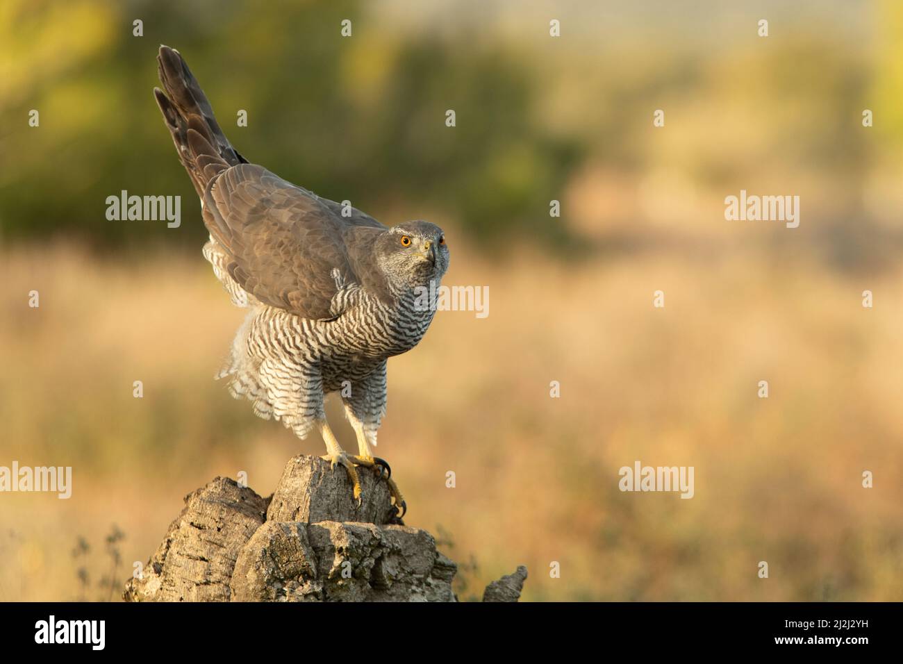 Adult female Northern goshawk defending her food from another female ...