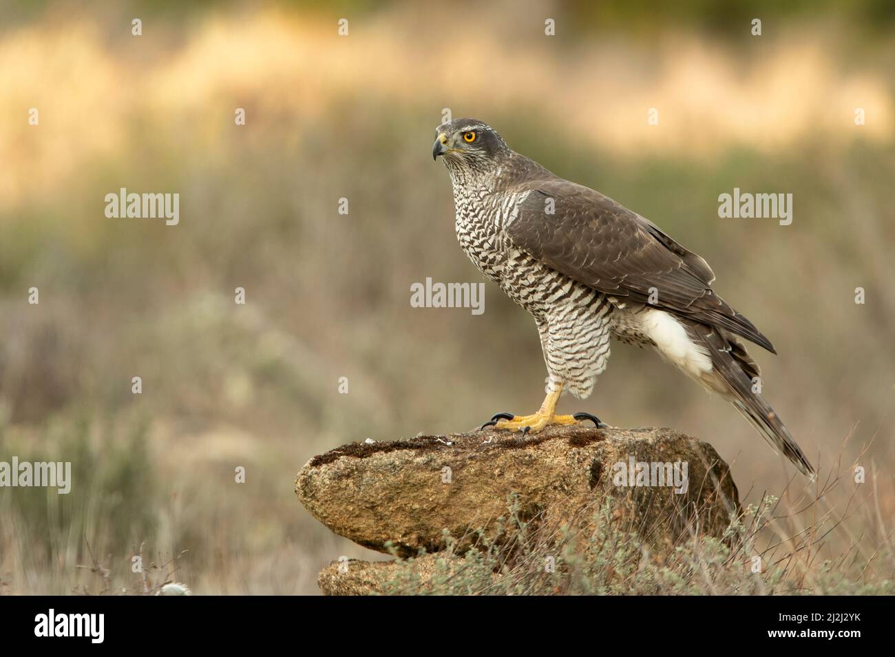 Adult female Northern goshawk defending her food from another female ...