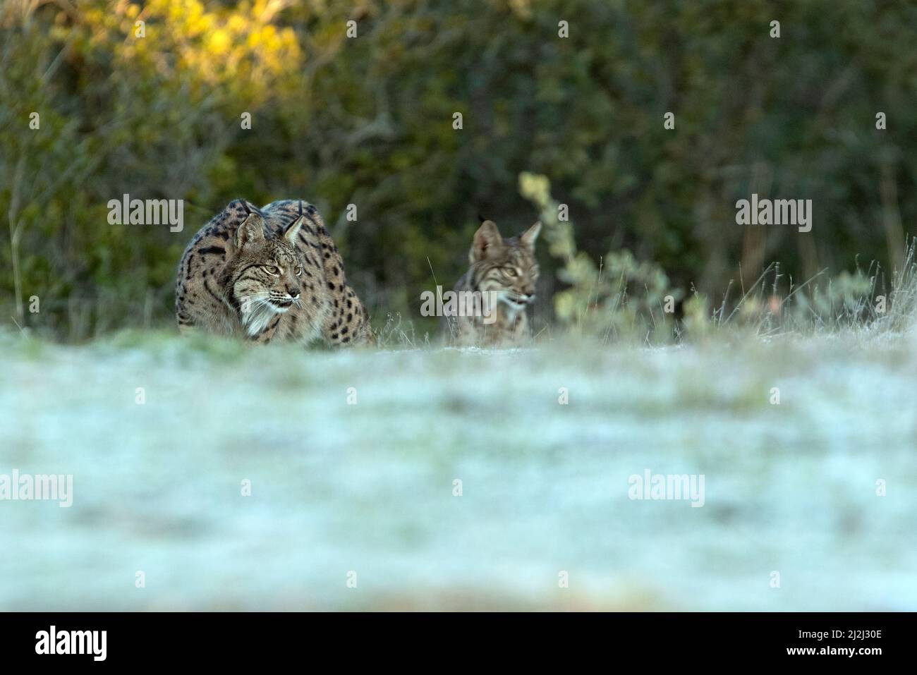 adult female and female pup of Iberian Lynx in the early hours of a ...