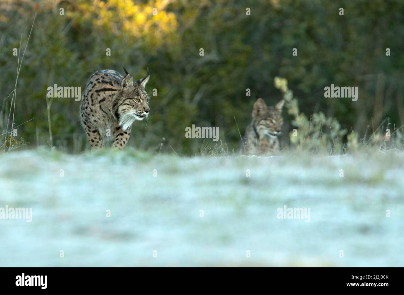 adult female and female pup of Iberian Lynx in the early hours of a ...