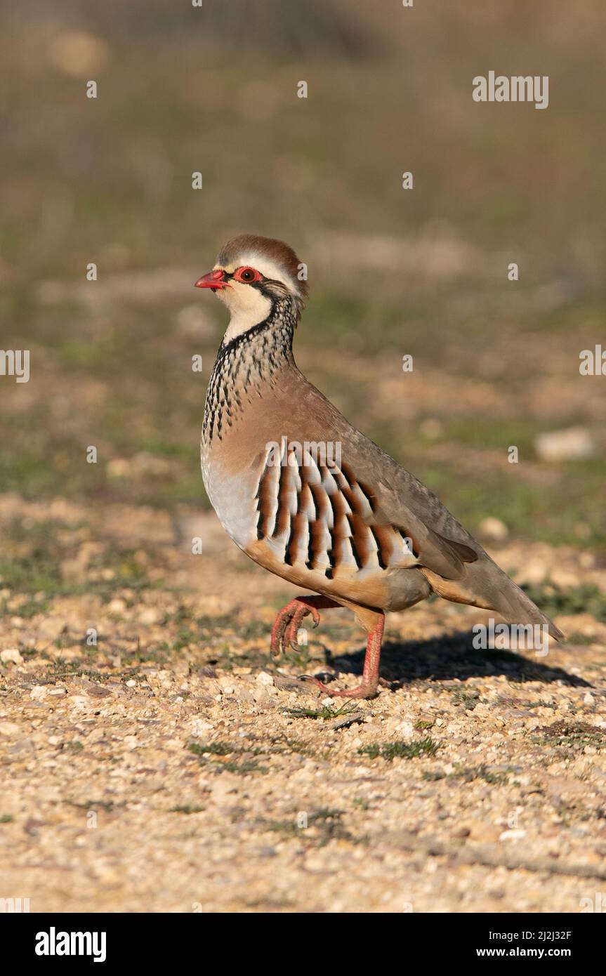 Flying red legged partridge hi-res stock photography and images - Alamy