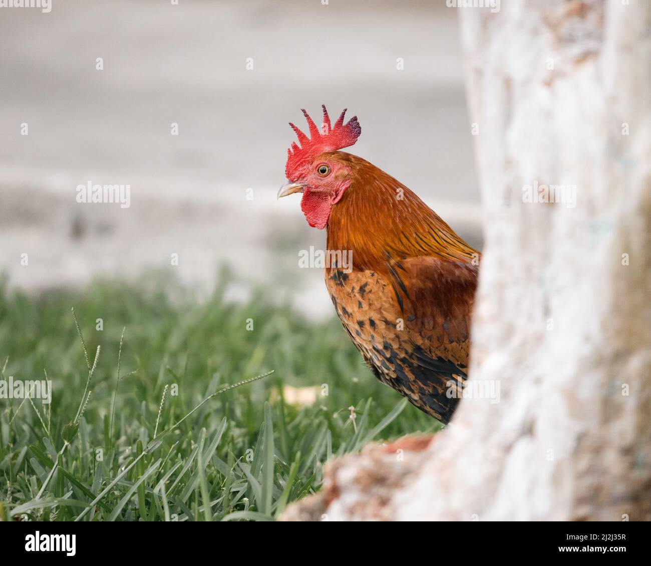A close-up shot of a rooster in the back of a tree bottom walking on ...