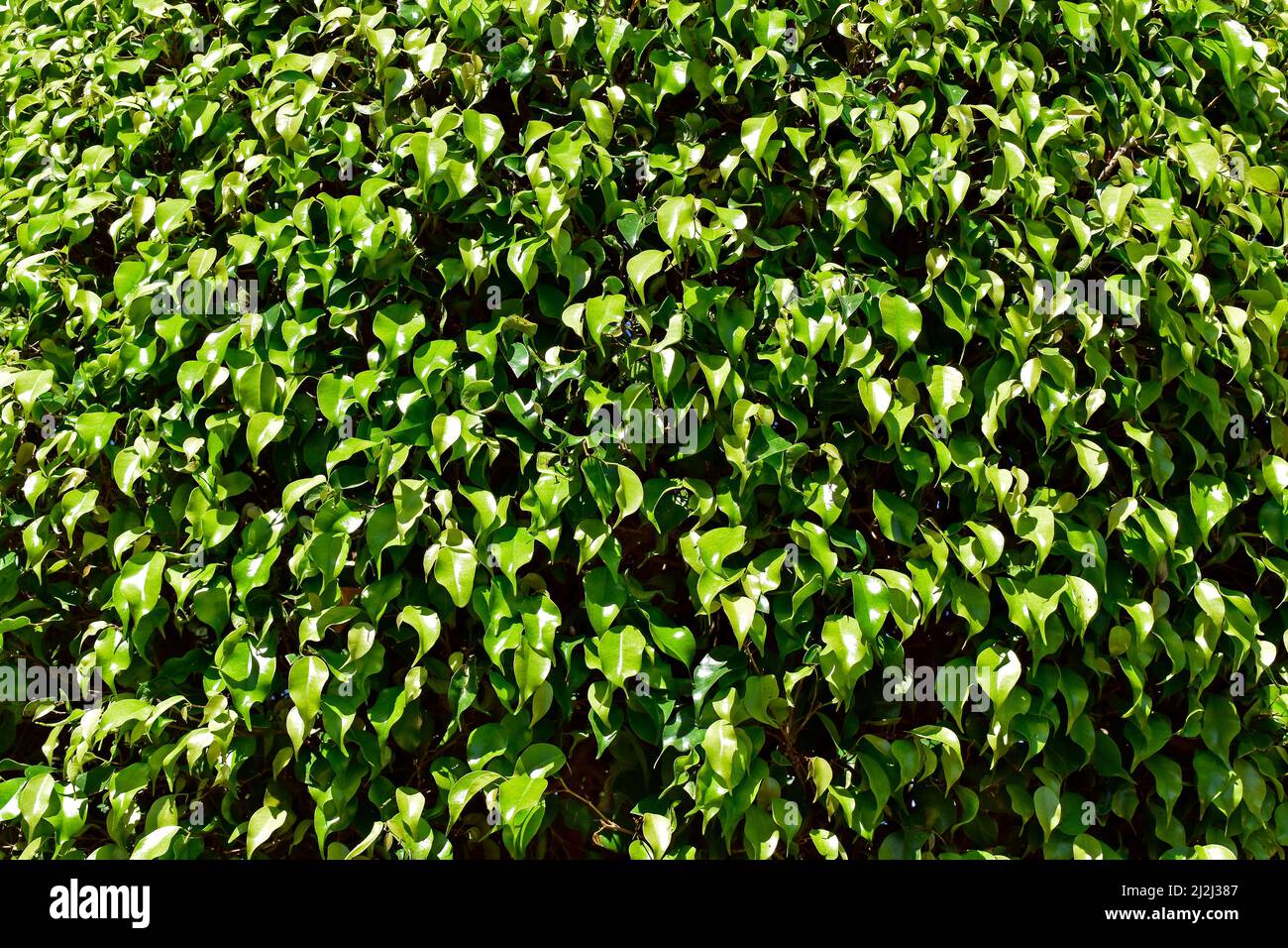 Ficus Benjamina Hedge