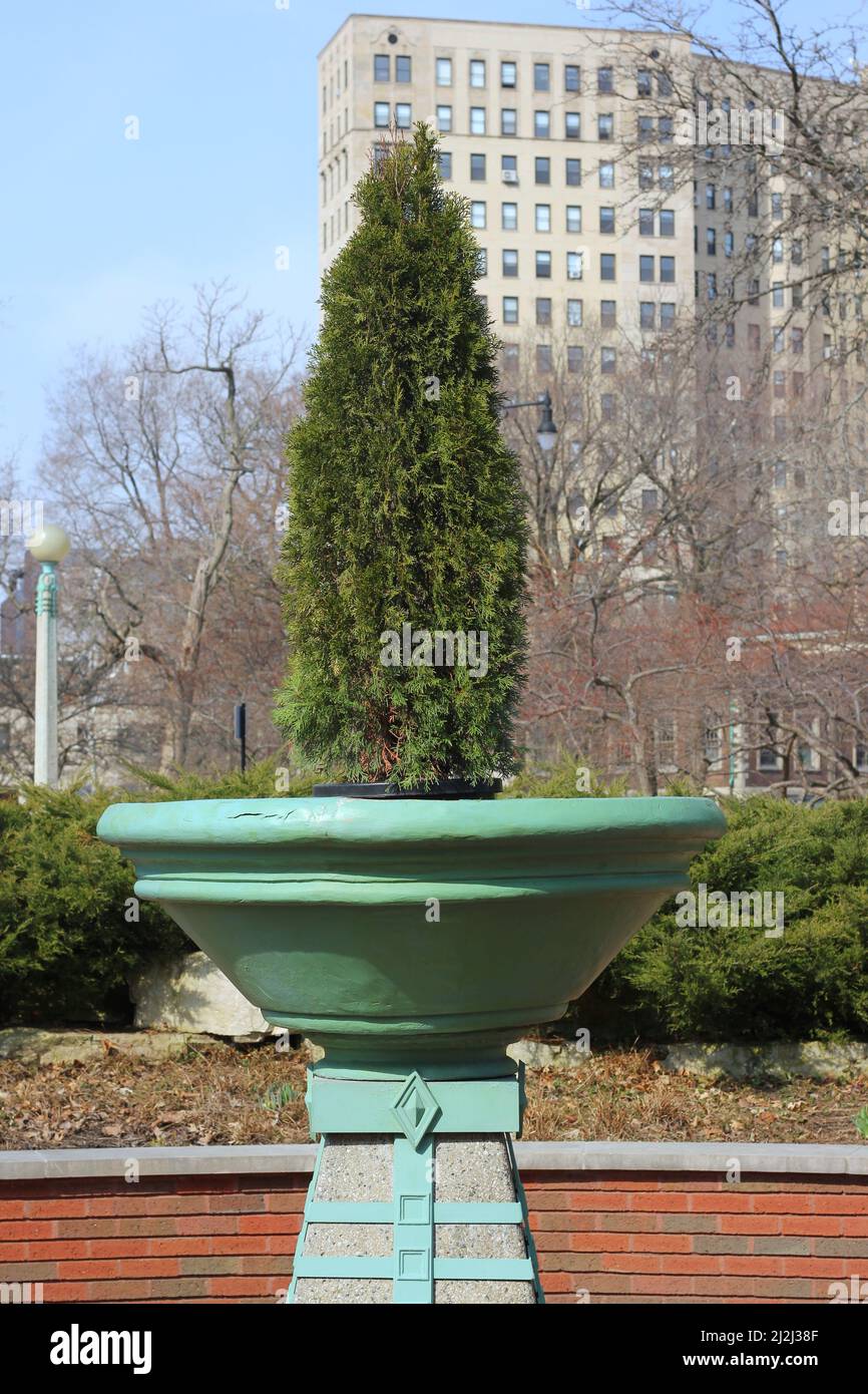 Confer plants growing in the urban garden Stock Photo - Alamy