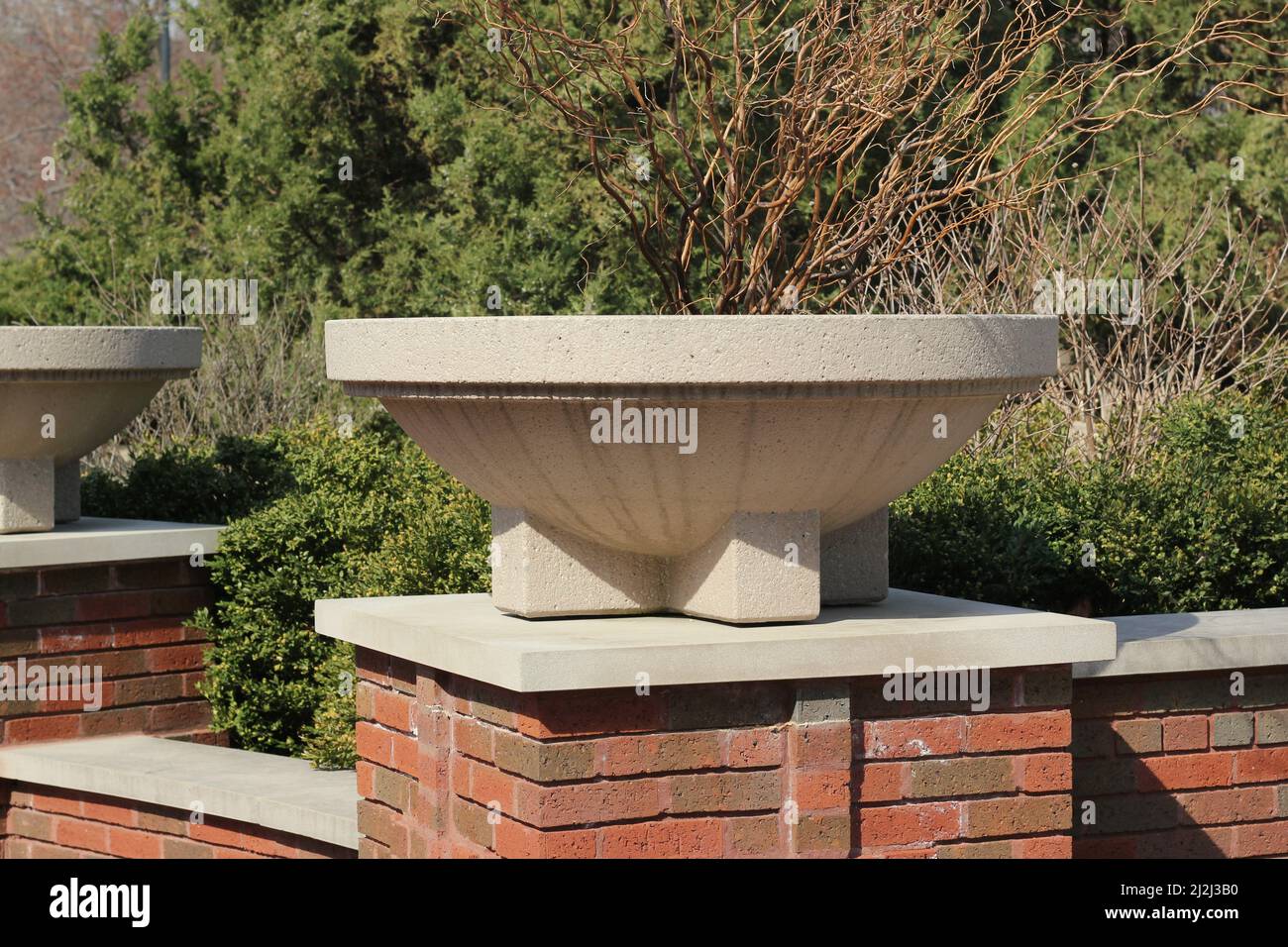 Confer plants growing in the urban garden Stock Photo - Alamy