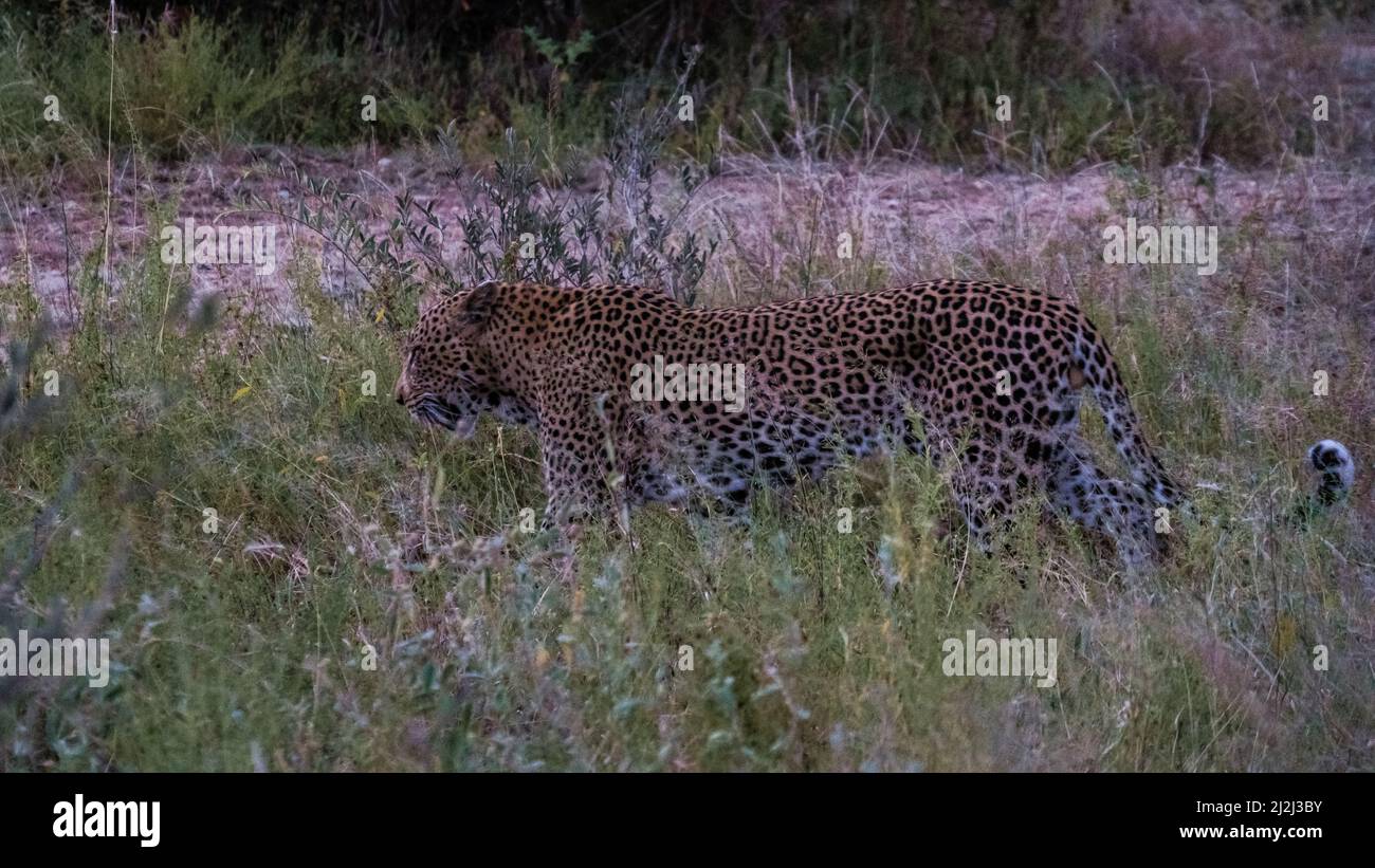 Leopard during sunset in The Klaserie Private Nature Reserve part of ...