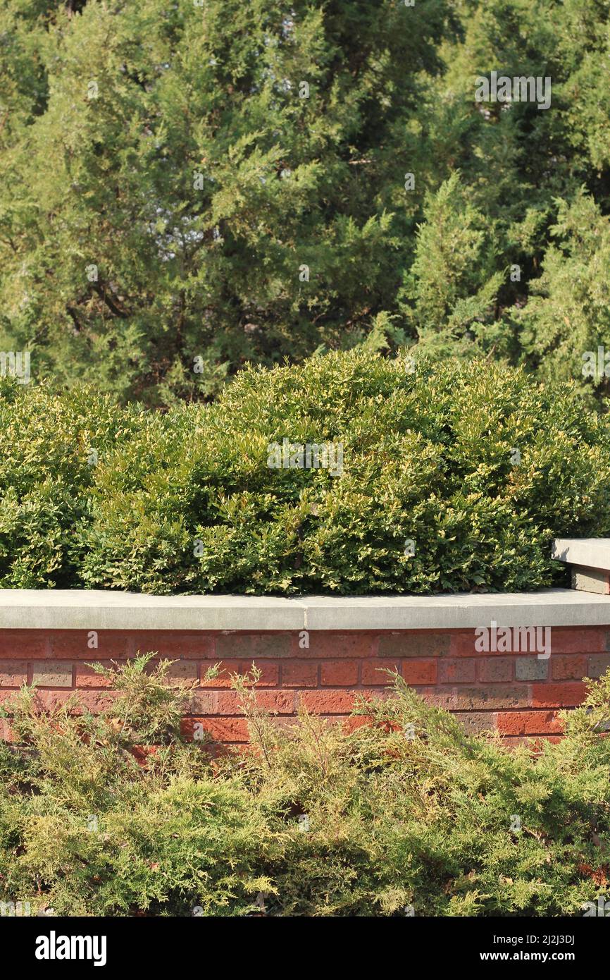 Confer plant hi-res stock photography and images - Alamy